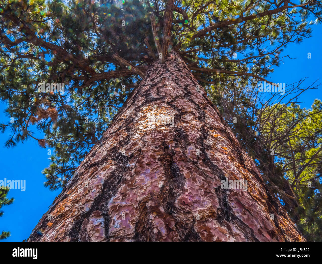 Pin jeffrey Banque de photographies et d’images à haute résolution - Alamy