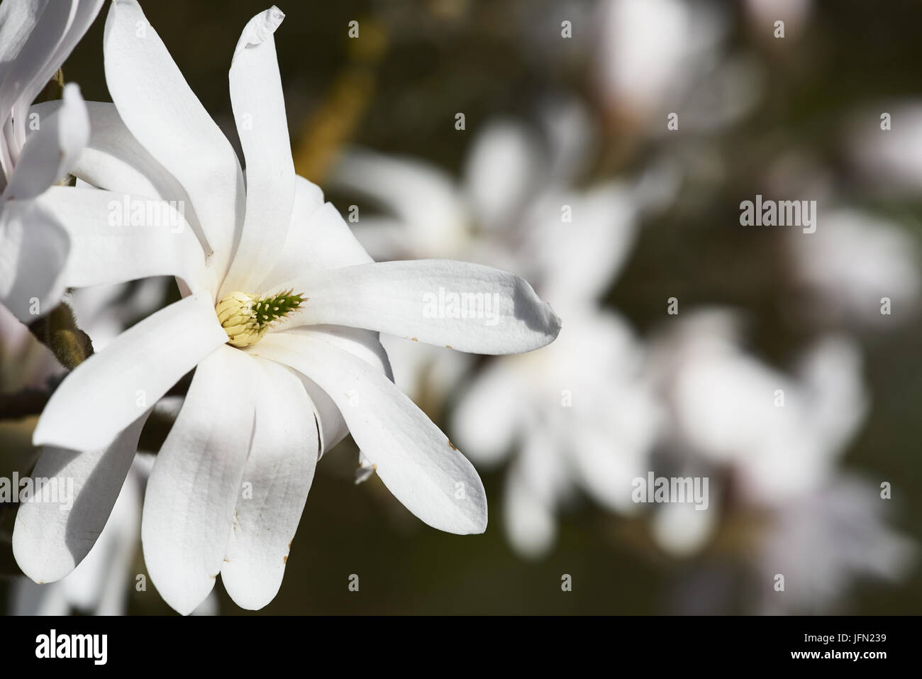 Pollen de magnolia Banque de photographies et d’images à haute ...