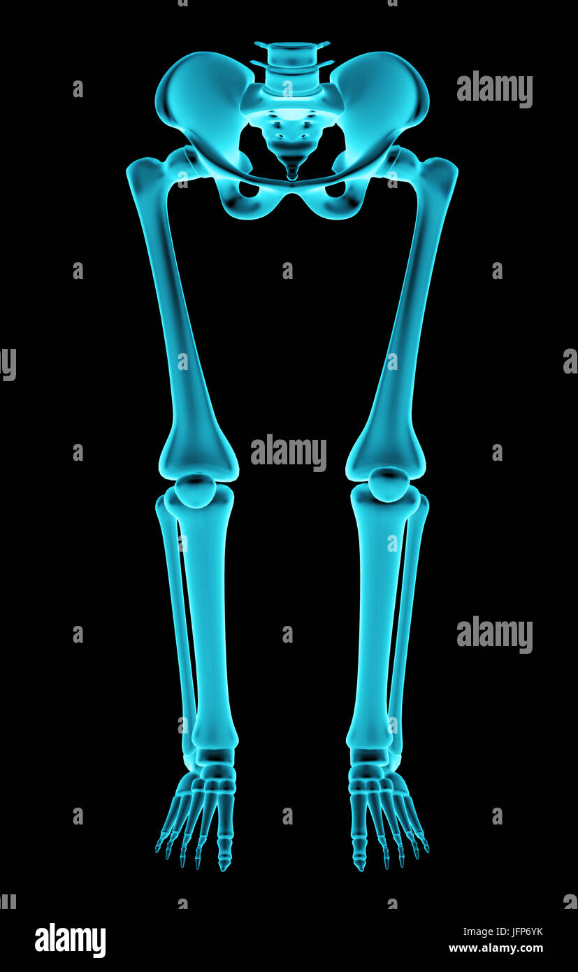 Anatomie du bassin humain Banque de photographies et d’images à haute ...