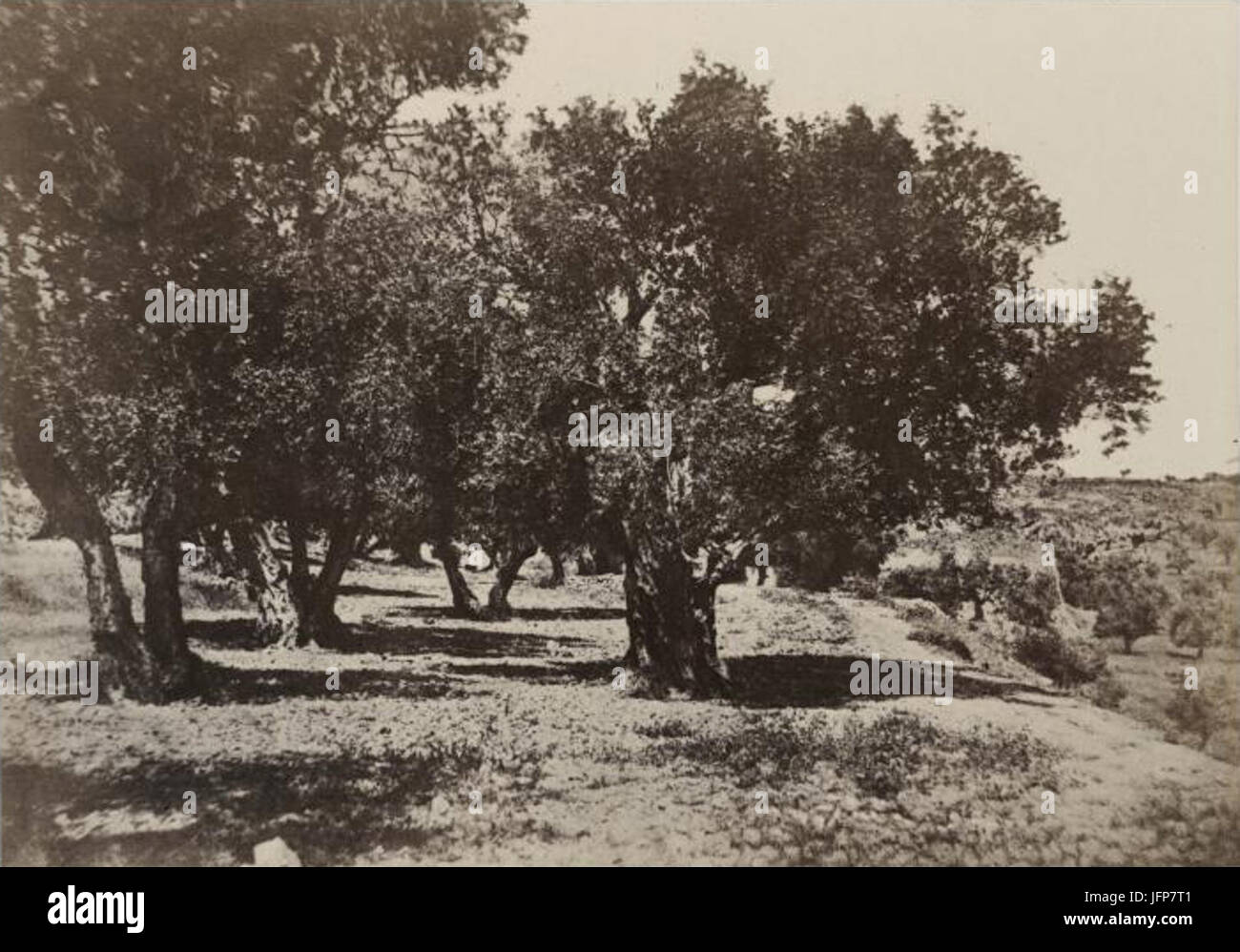 Champion du sang Banque de photographies et d’images à haute résolution ...