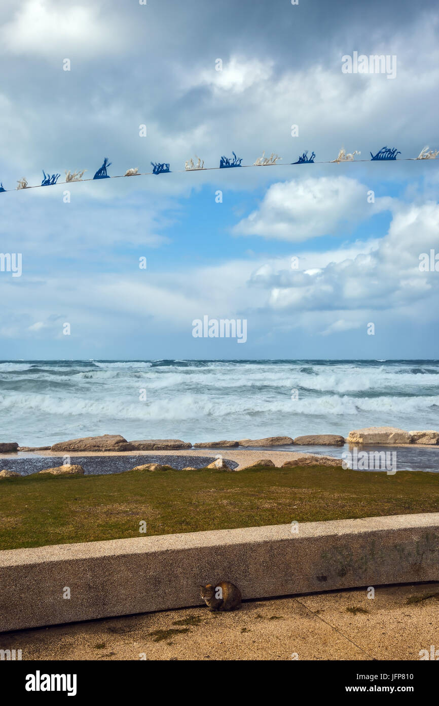 Chat de mer Banque de photographies et d’images à haute résolution - Alamy