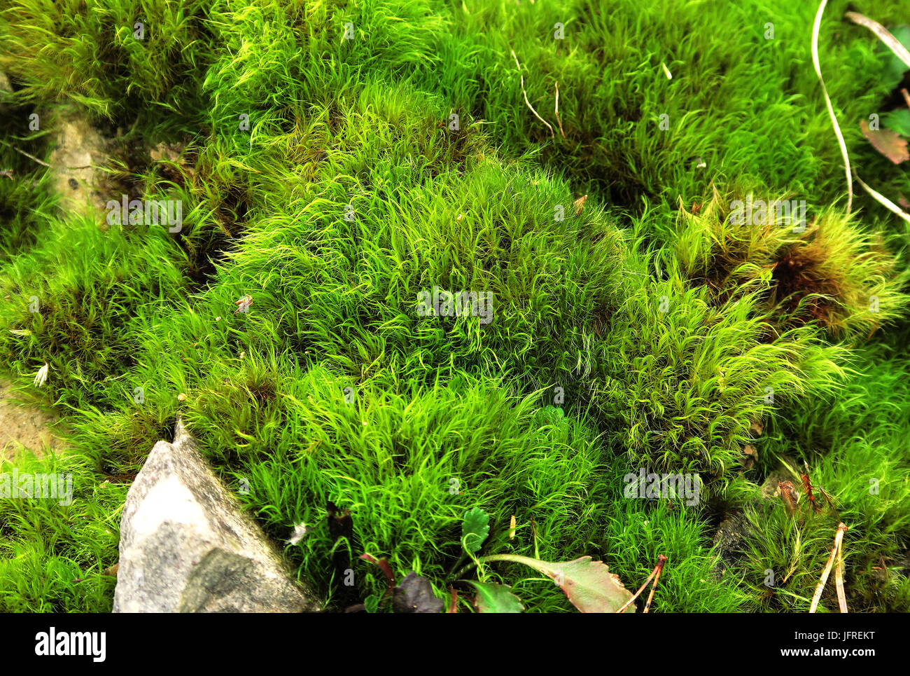 Mousse Mousse Mousse Banque d'image et photos - Alamy