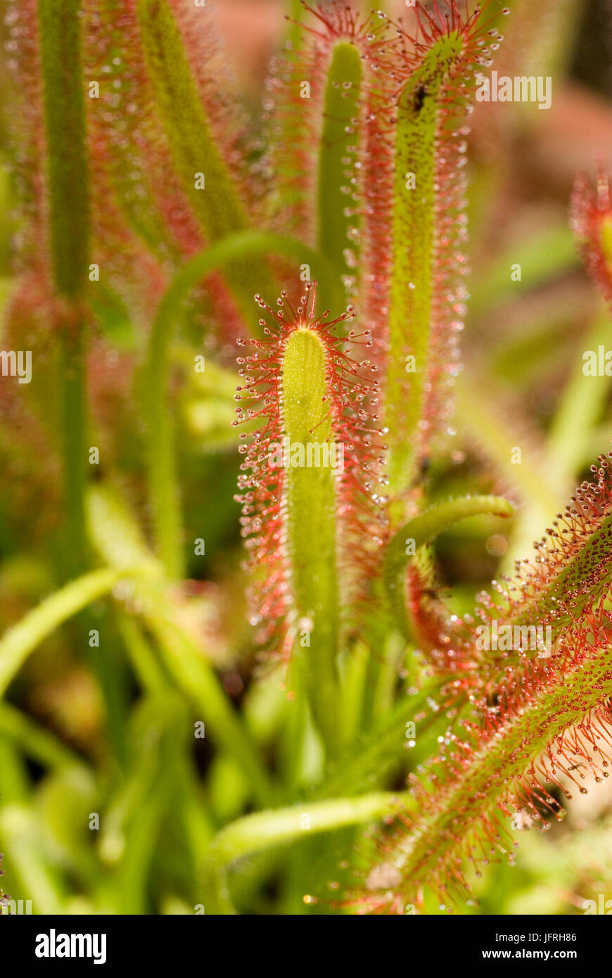 Cape sundew Banque de photographies et d’images à haute résolution - Alamy