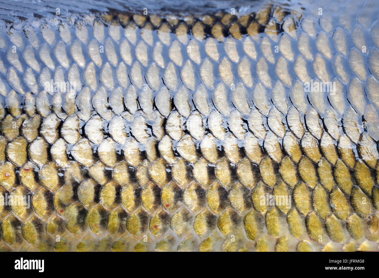 écailles de poisson se bouchent Banque de photographies et d’images à ...