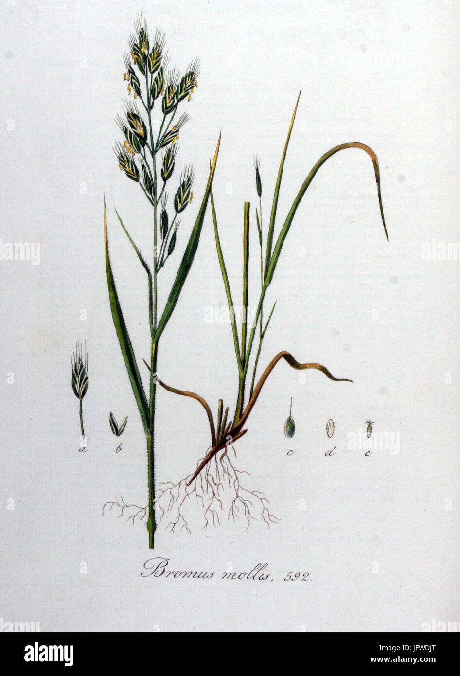 Bromus mollis Banque de photographies et d’images à haute résolution ...