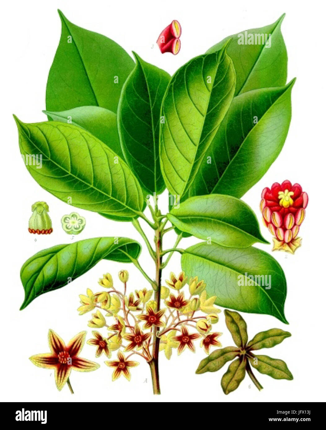 Cola acuminata Banque de photographies et d’images à haute résolution ...