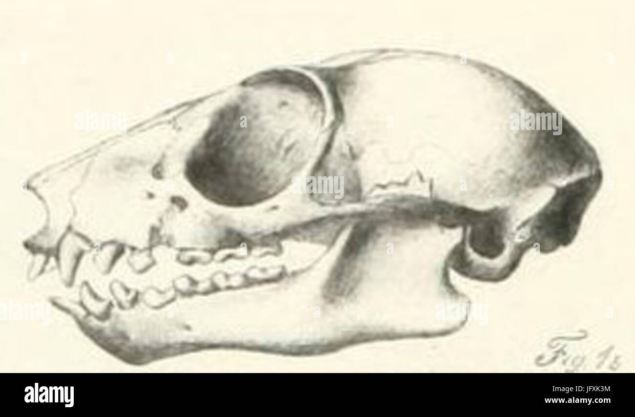 Cheirogaleus major Banque de photographies et d’images à haute ...