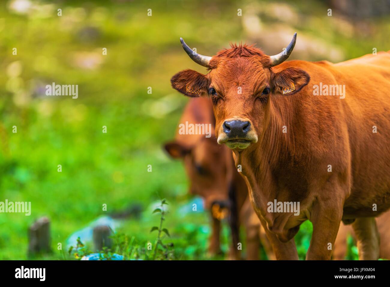 Herens cattle Banque de photographies et d’images à haute résolution ...