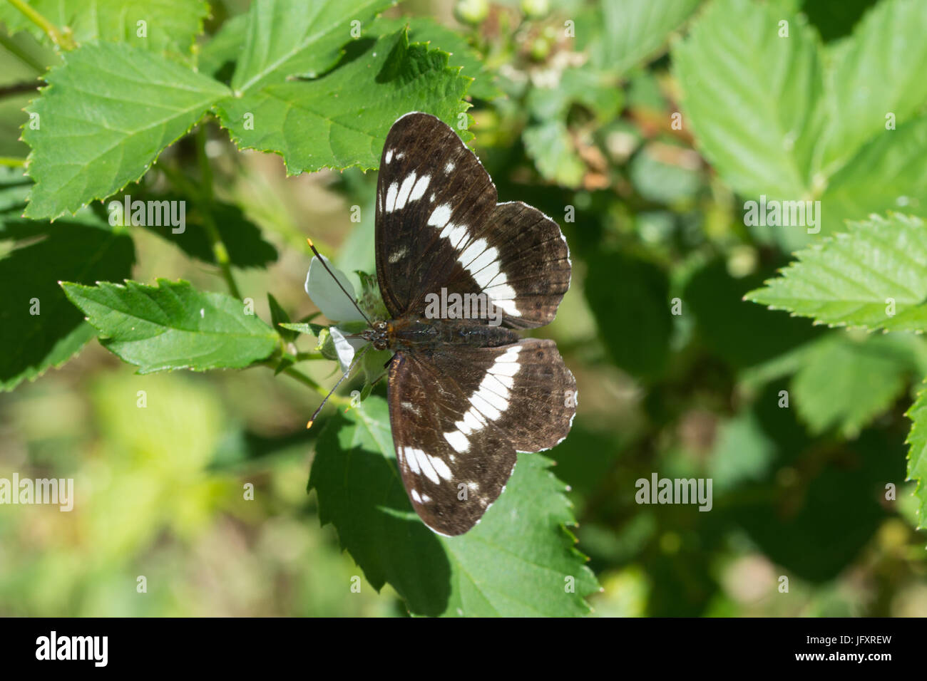 Papillon amiral blanc Banque de photographies et d’images à haute ...