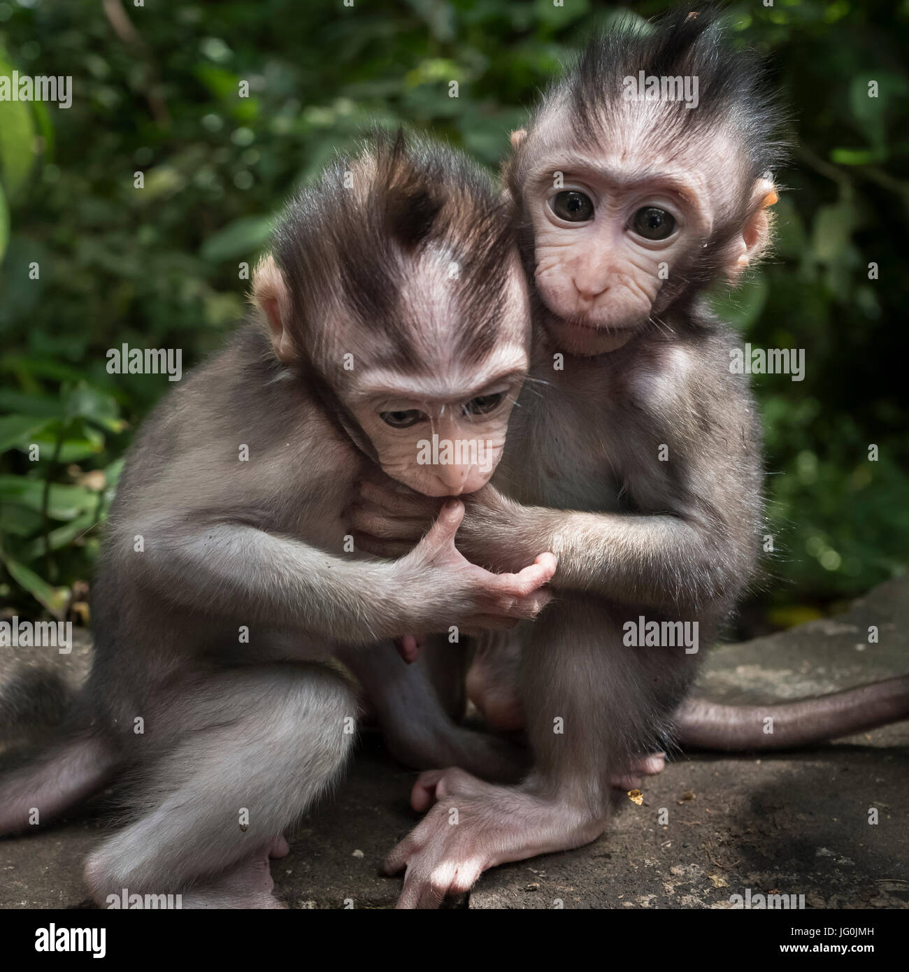 La guenon et son petit Banque de photographies et d’images à haute ...