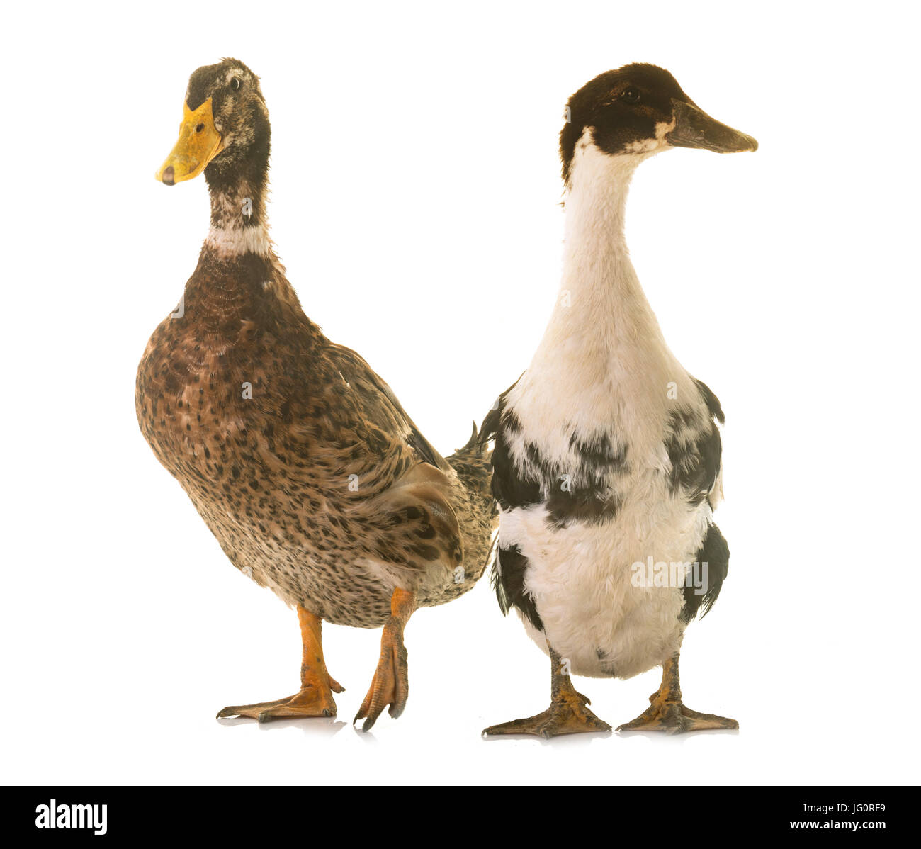 Mulard duck Banque de photographies et d’images à haute résolution - Alamy