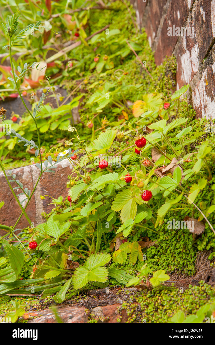 Fraises sauvages poussant sur des étapes dans un jardin de campagne ...