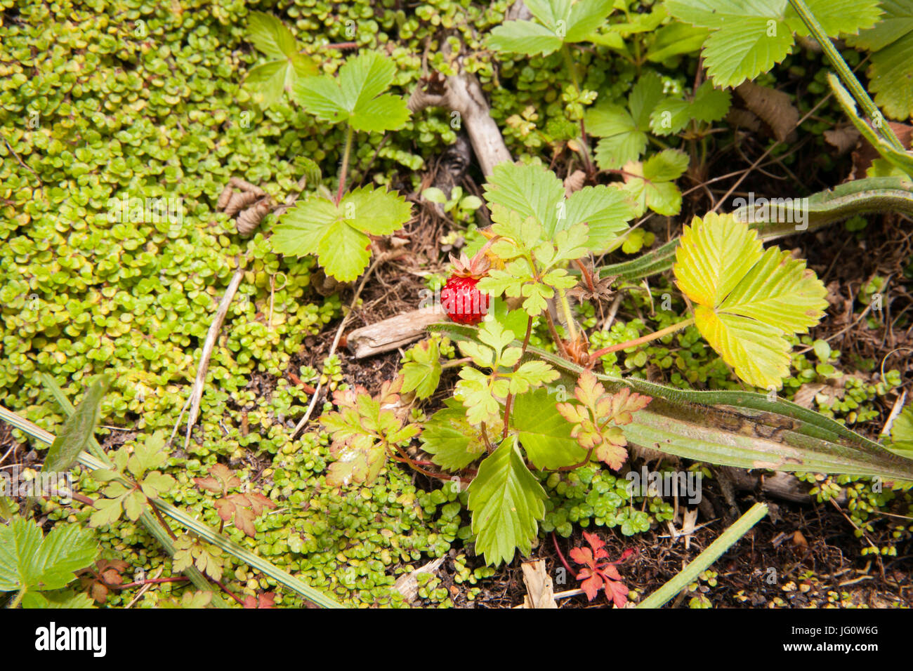 Fraises sauvages poussant sur des étapes dans un jardin de campagne ...