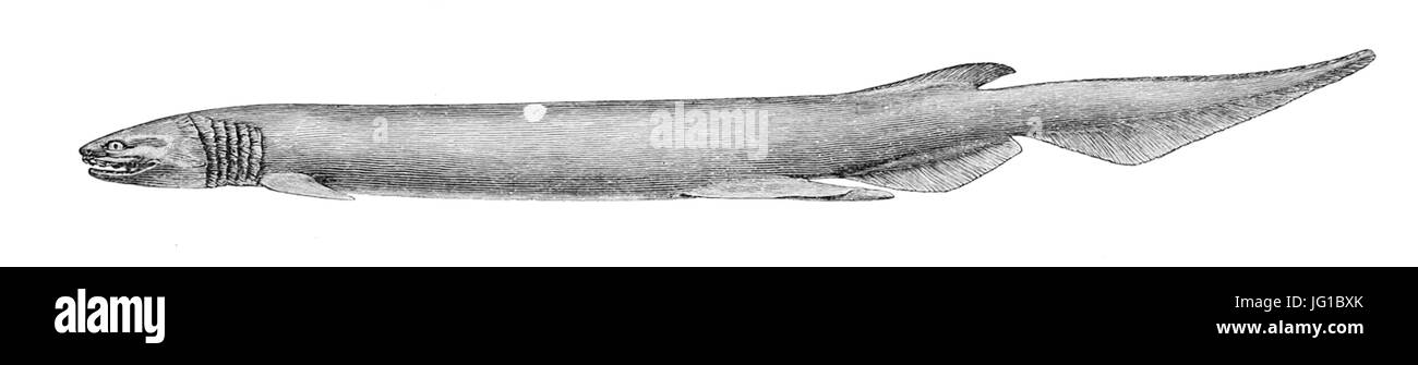 Requin à collerette Banque d'images détourées - Alamy