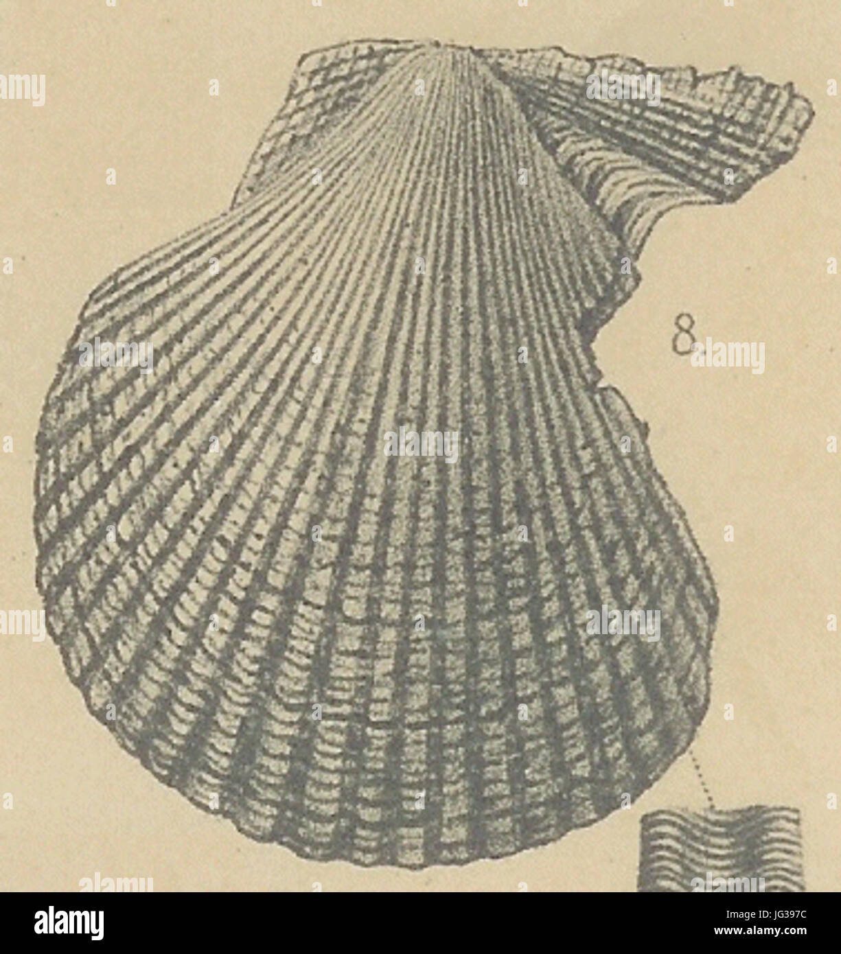 Chlamys varia Banque de photographies et d’images à haute résolution ...