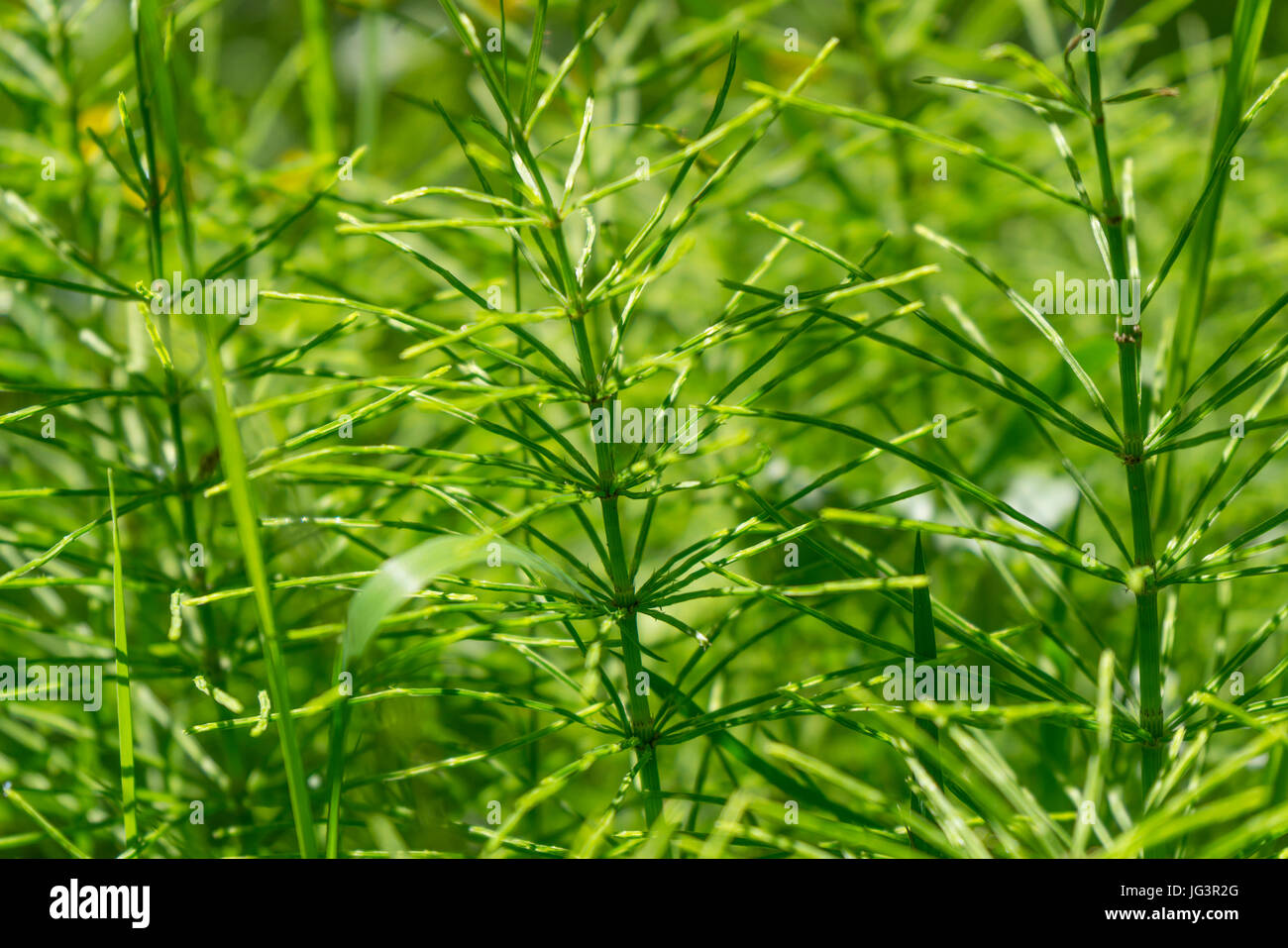 Prêle des plantes Banque de photographies et d’images à haute ...