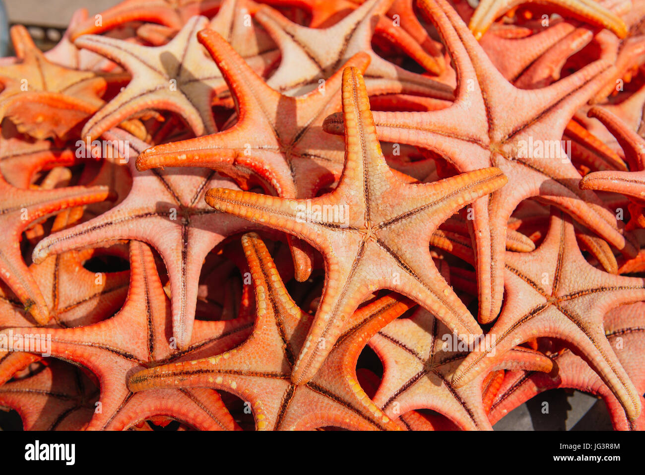 étoile de mer orange Banque de photographies et d’images à haute ...