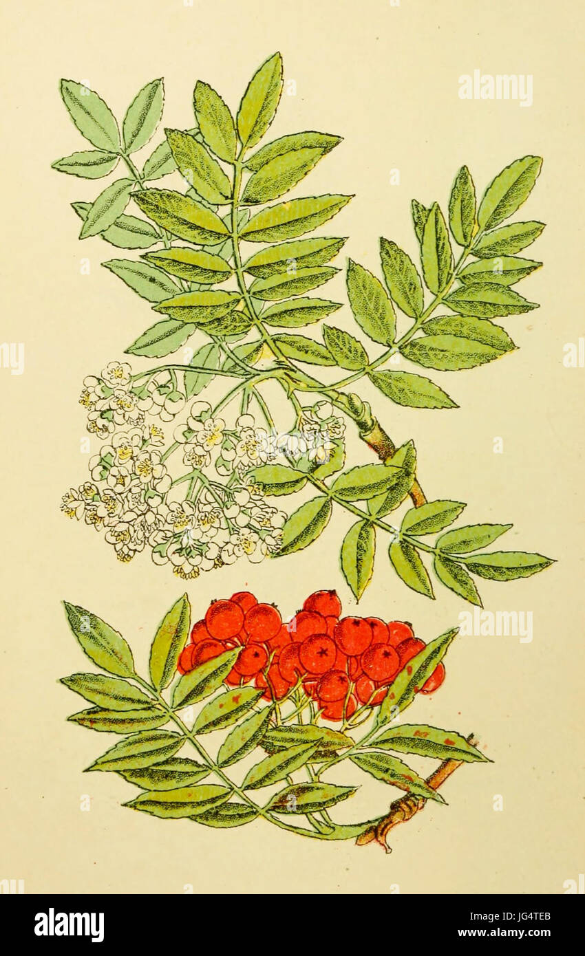 Sorbus aucuparia illustration Banque de photographies et d’images à ...