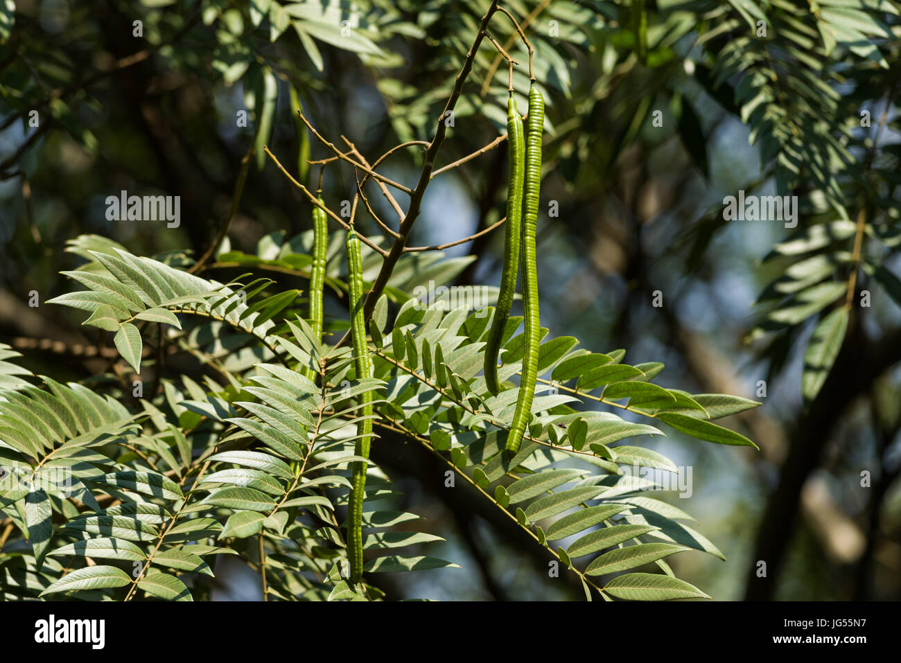 Senna spectabilis cassia spectabilis Banque de photographies et d ...