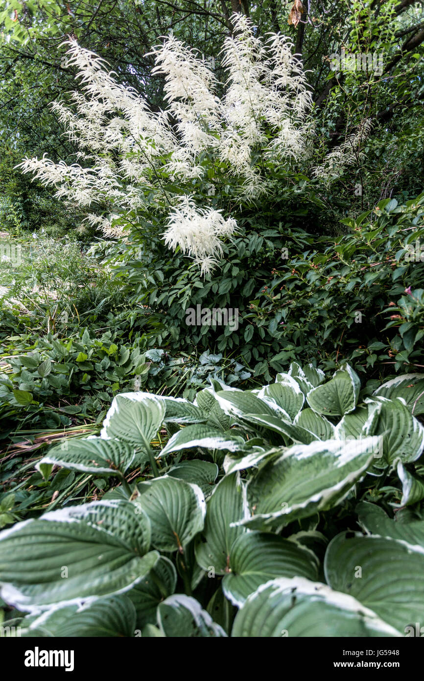 Les plumes de mariée Aruncus dioicus, plante vivace Hosta Photo Stock ...
