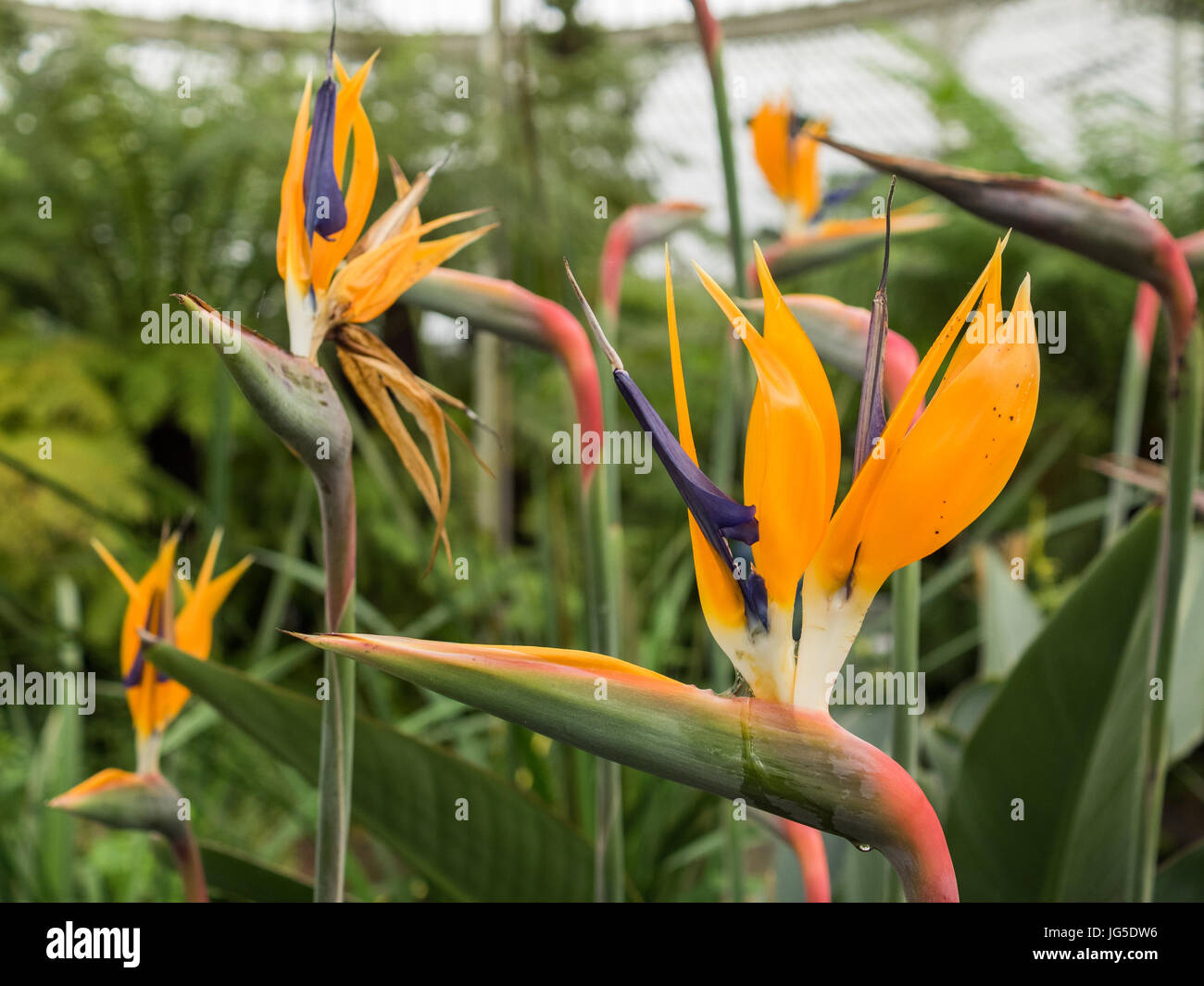Fleurs d'afrique Banque de photographies et d’images à haute résolution ...