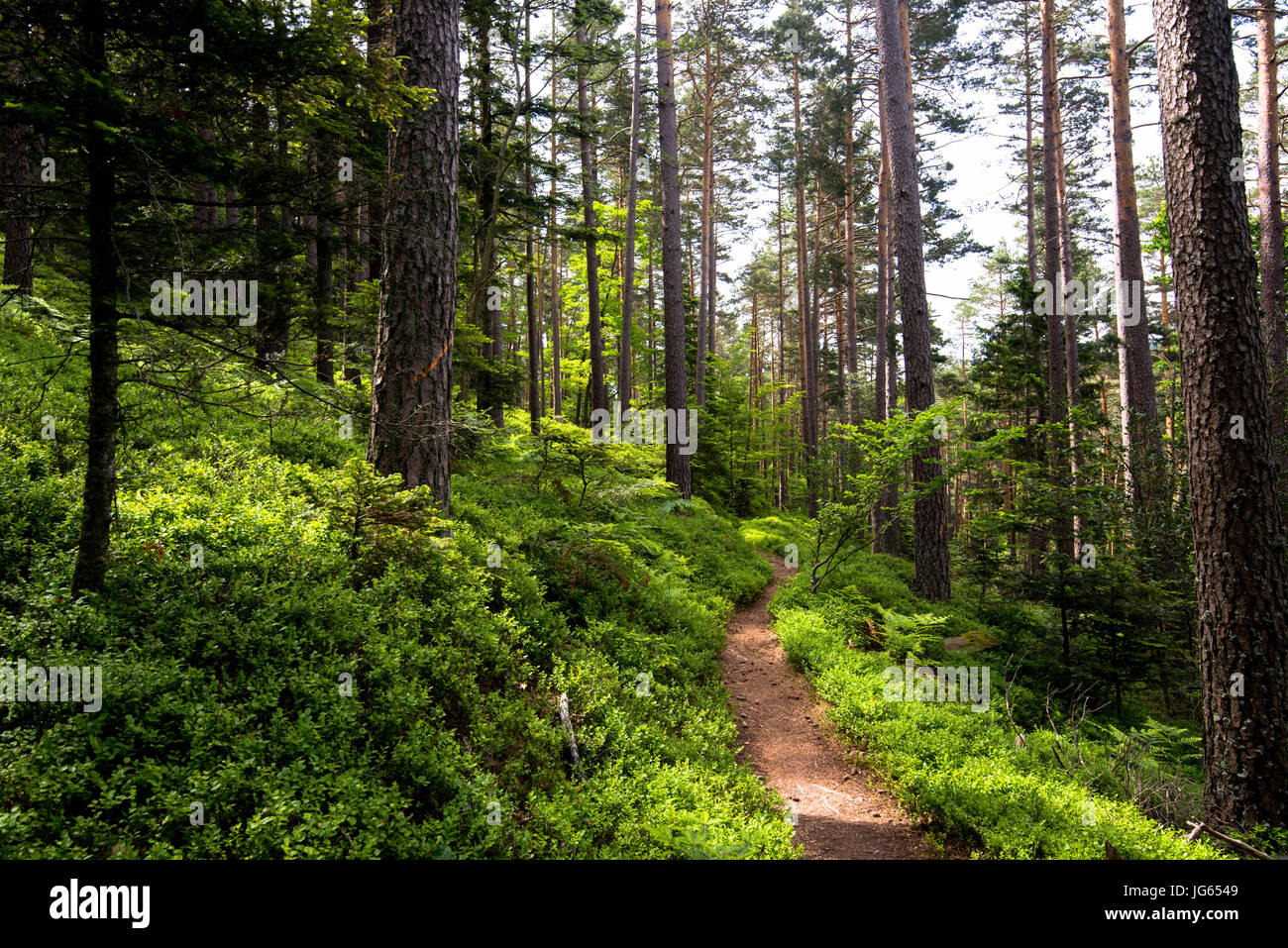 Chemin forestier Banque de photographies et d’images à haute résolution ...