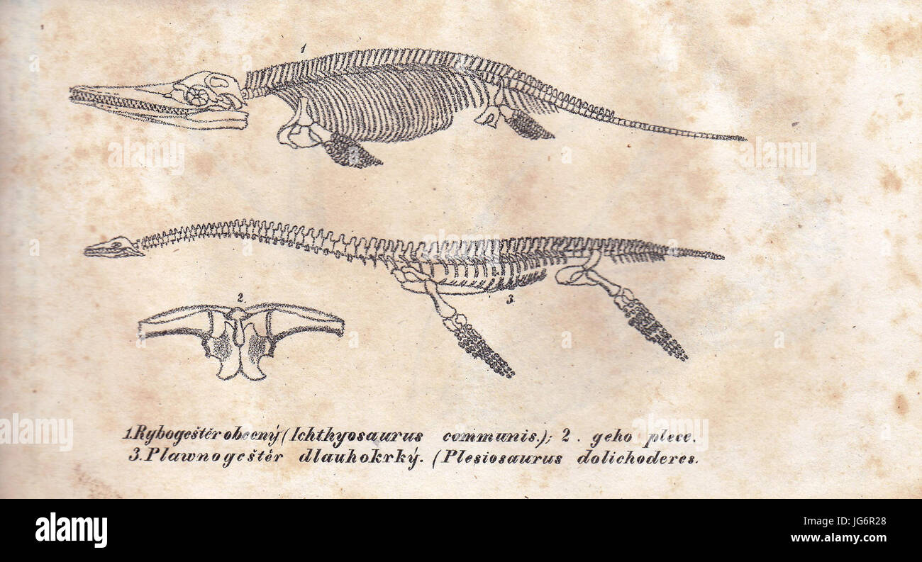 Ichthyosaurus plesiosaurus Banque de photographies et d’images à haute ...