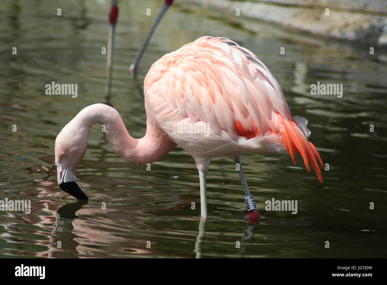 Flamant gris Banque de photographies et d’images à haute résolution - Alamy