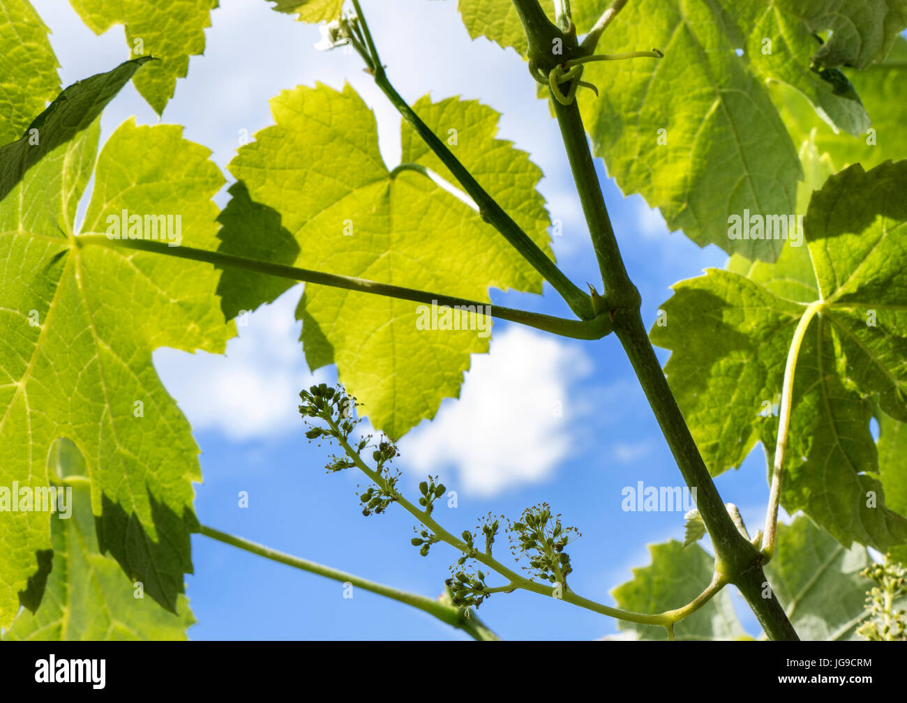Vigne muscat new york Banque de photographies et d’images à haute ...