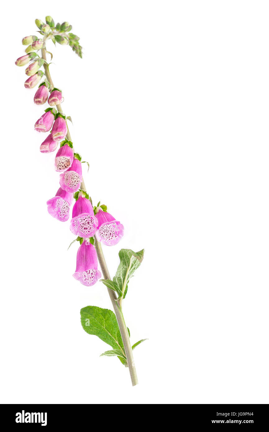 Fleurs de digitale blanche Banque d'images détourées - Alamy