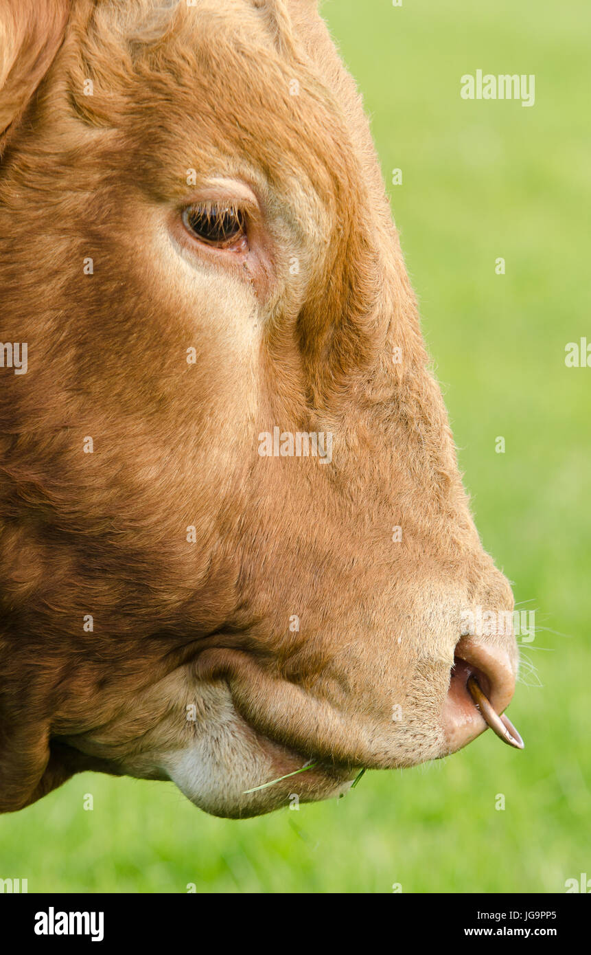 Taureau limousin profil Banque de photographies et d’images à haute ...