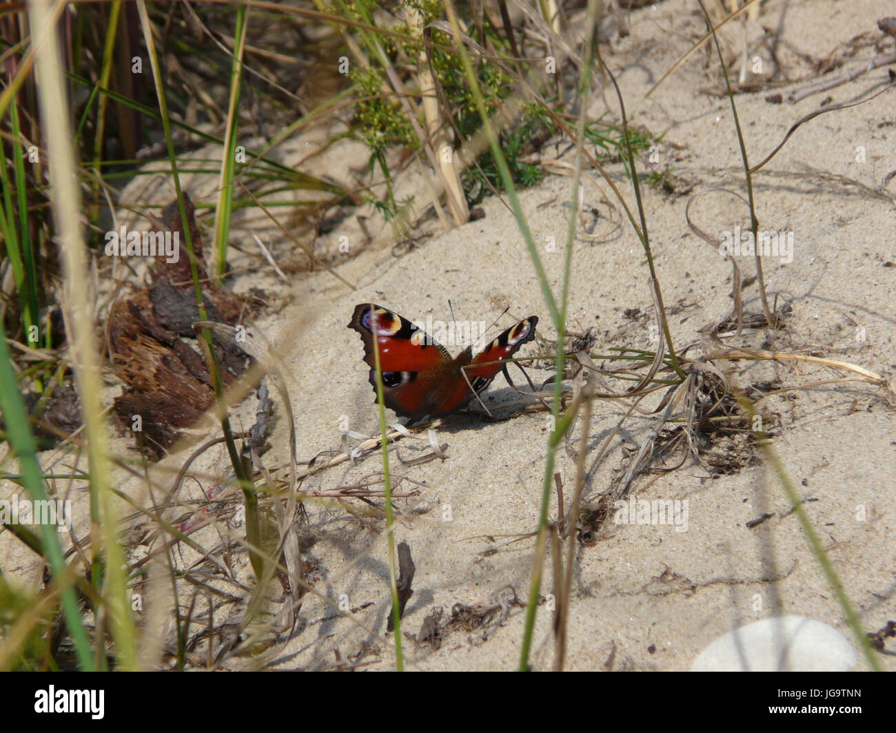 Papillon plage Banque de photographies et d’images à haute résolution ...