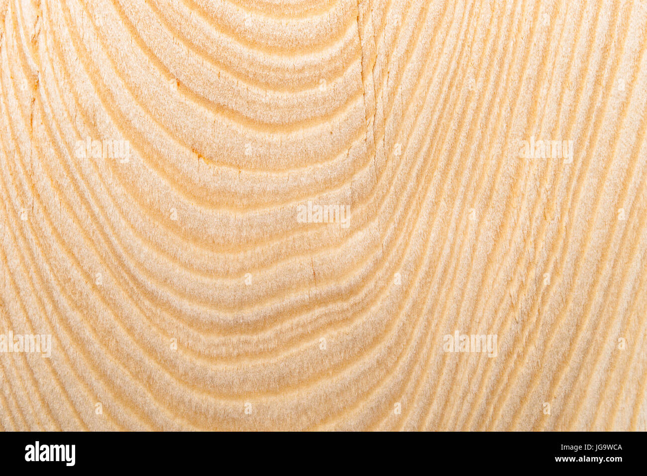 Fond de bouleau Banque de photographies et d’images à haute résolution ...