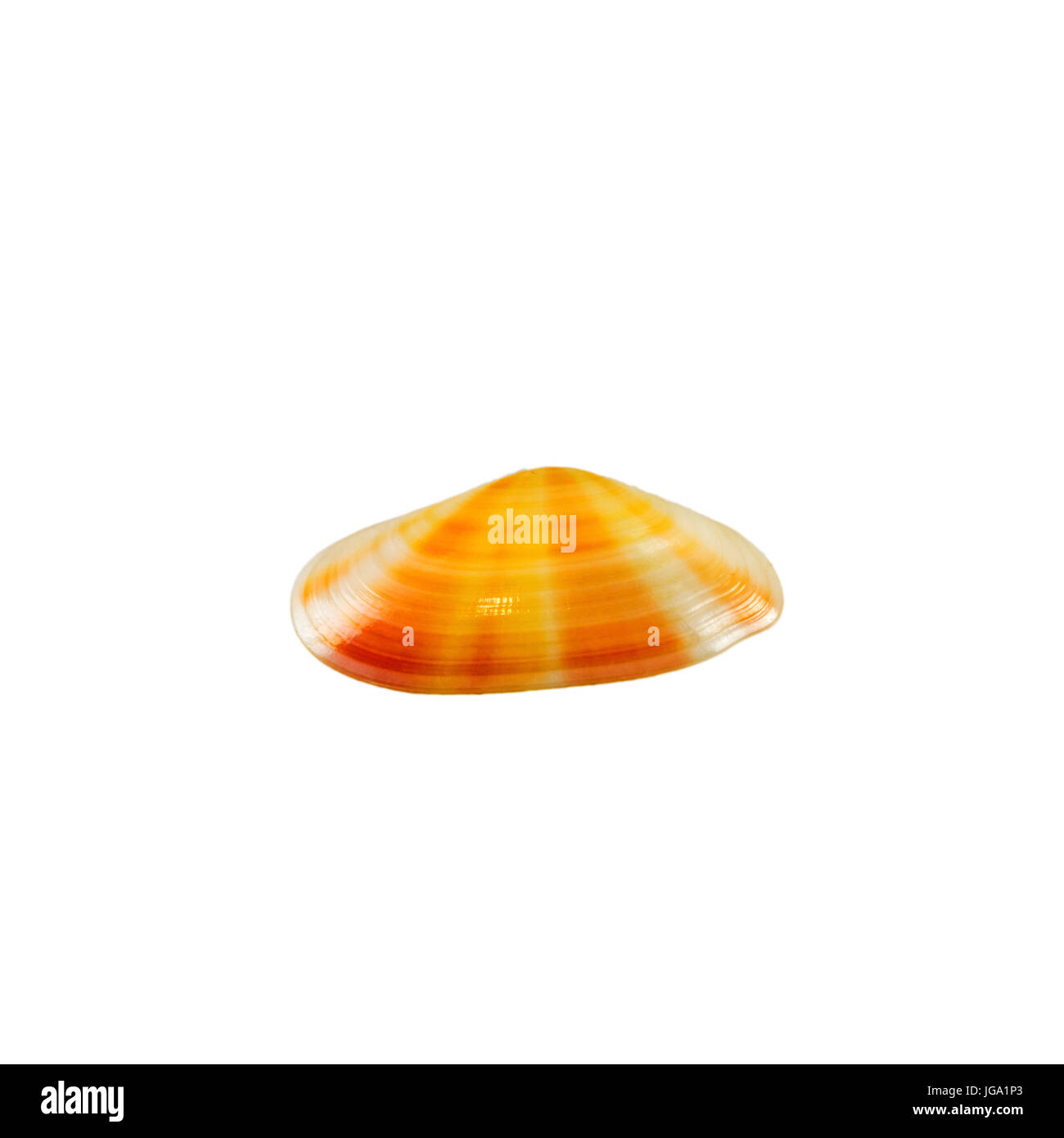 Paphia undulata Banque de photographies et d’images à haute résolution ...