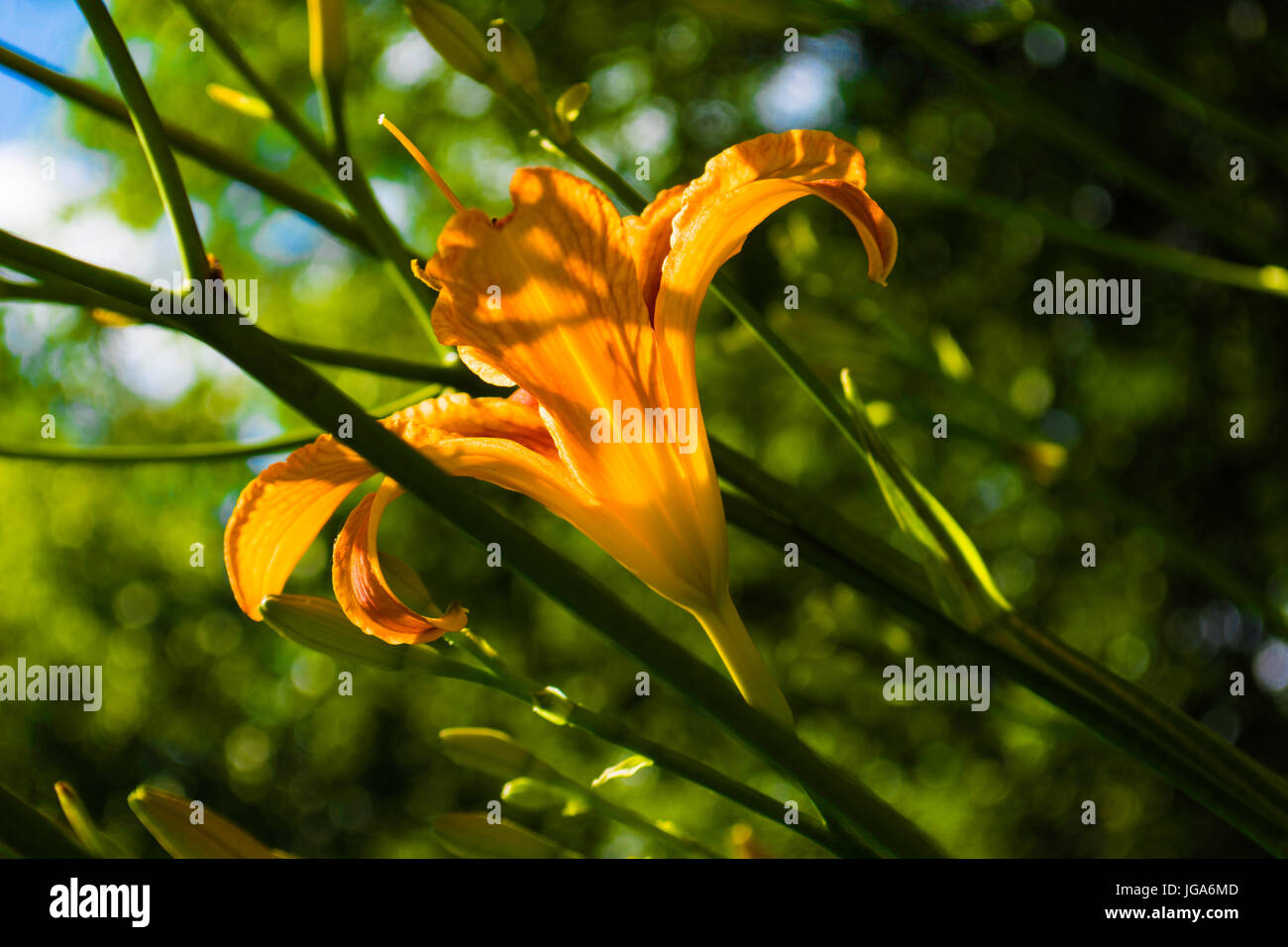 Gros plans de fleurs Banque de photographies et d’images à haute ...