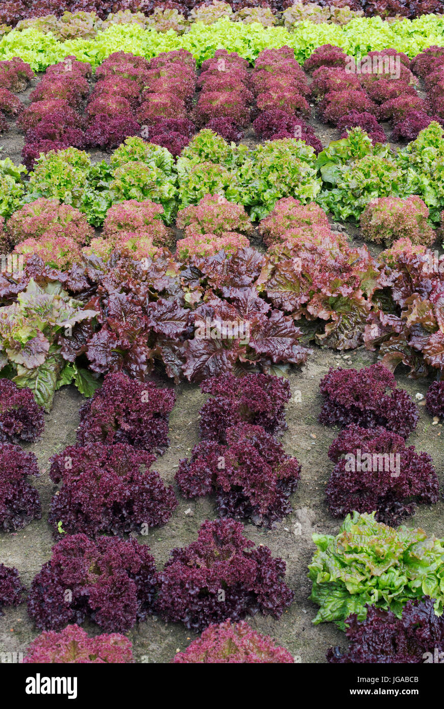Lactuca sativa Banque de photographies et d’images à haute résolution ...