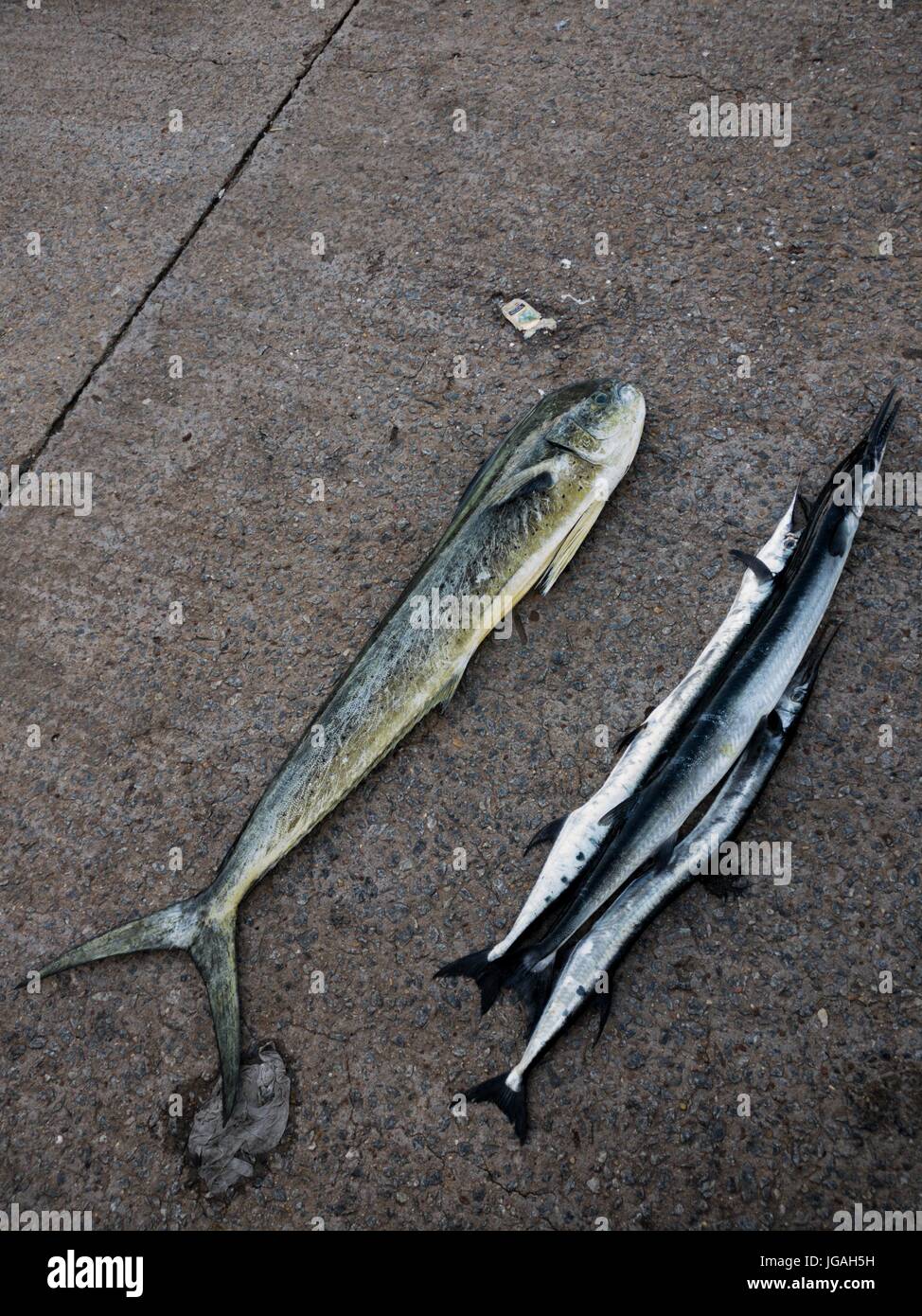 Prime de gros poisson Banque de photographies et d’images à haute ...