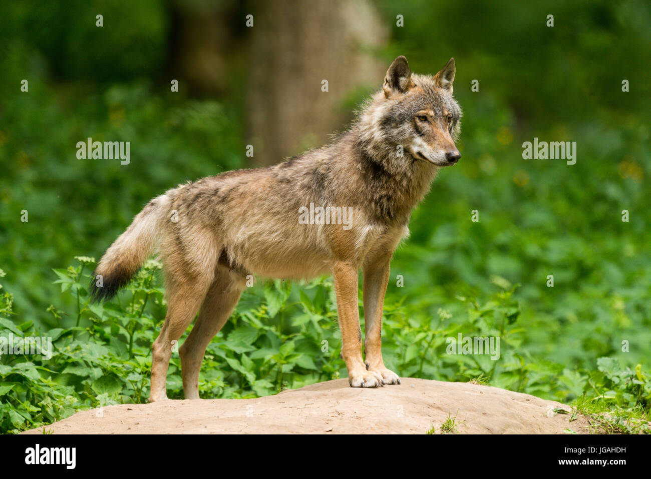 Loup couple Banque de photographies et d’images à haute résolution - Alamy