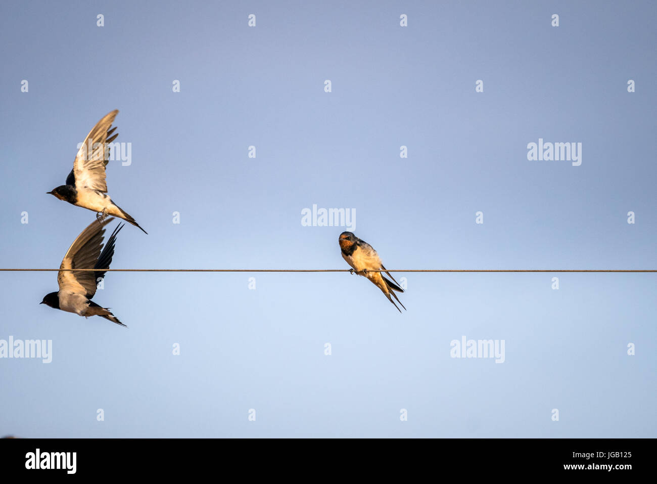 Trois hirondelles à queue blanche, le parc national de Tsavo Ouest, le ...