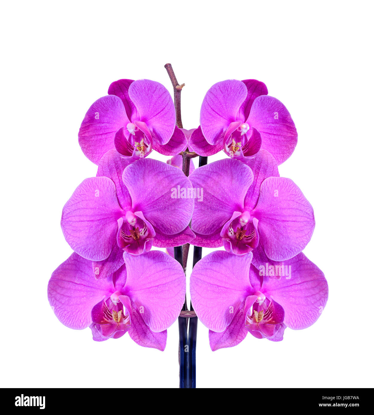 Direction générale de la rose fleurs orchidée Phalaenopsis, Orchidaceae ...