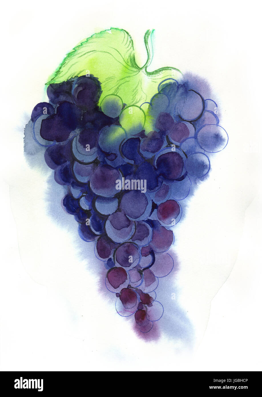 Grappe de raisin dessin Banque d'images détourées - Alamy