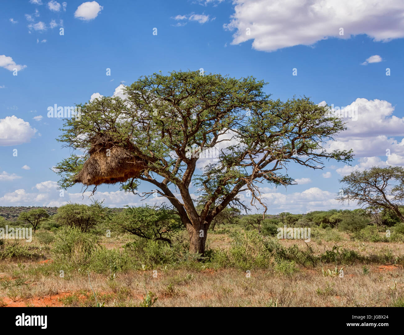 Camel thorn trees kameeldoring Banque de photographies et d’images à ...