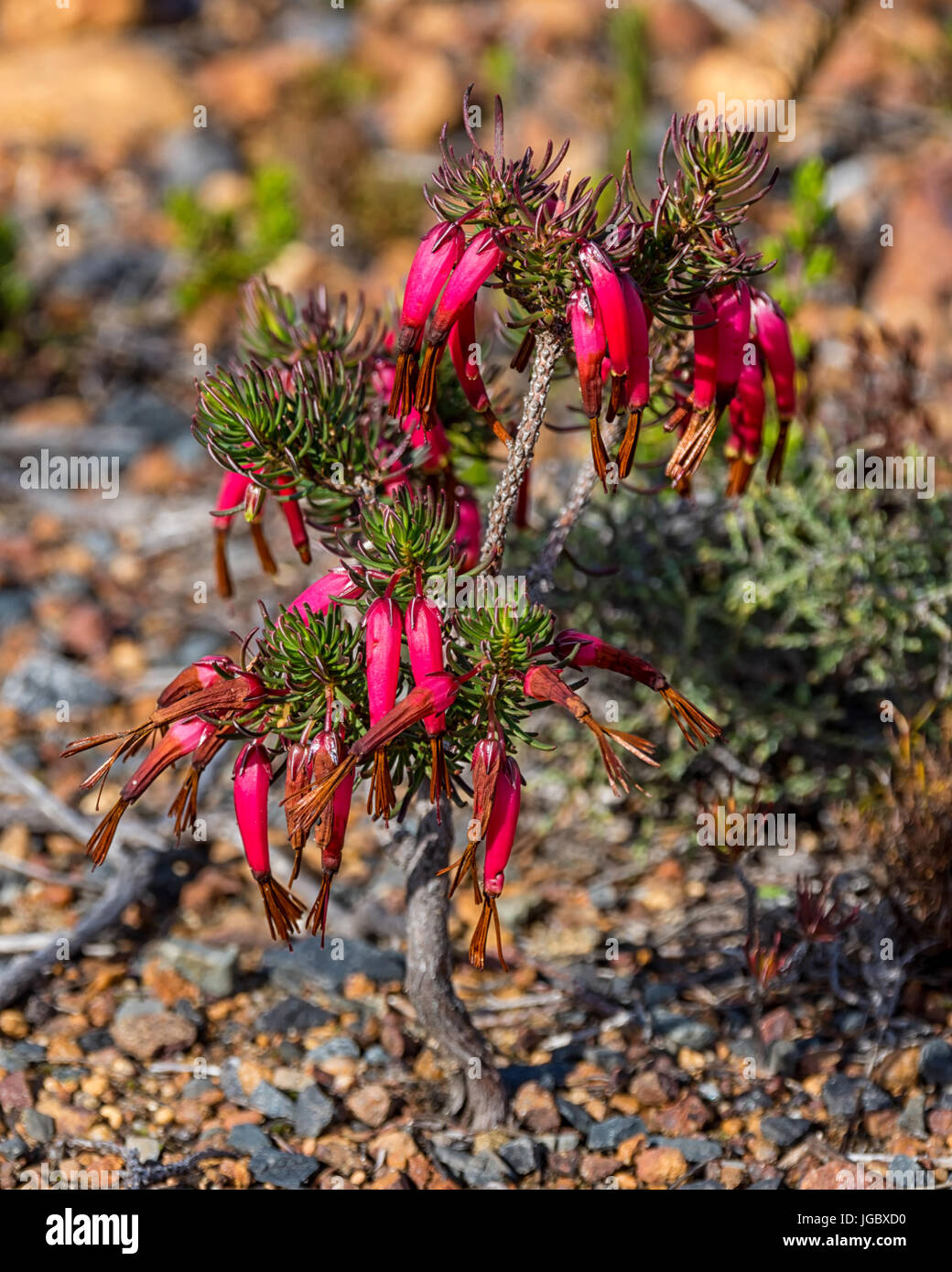 Erica coccinea coccinea Banque de photographies et d’images à haute ...