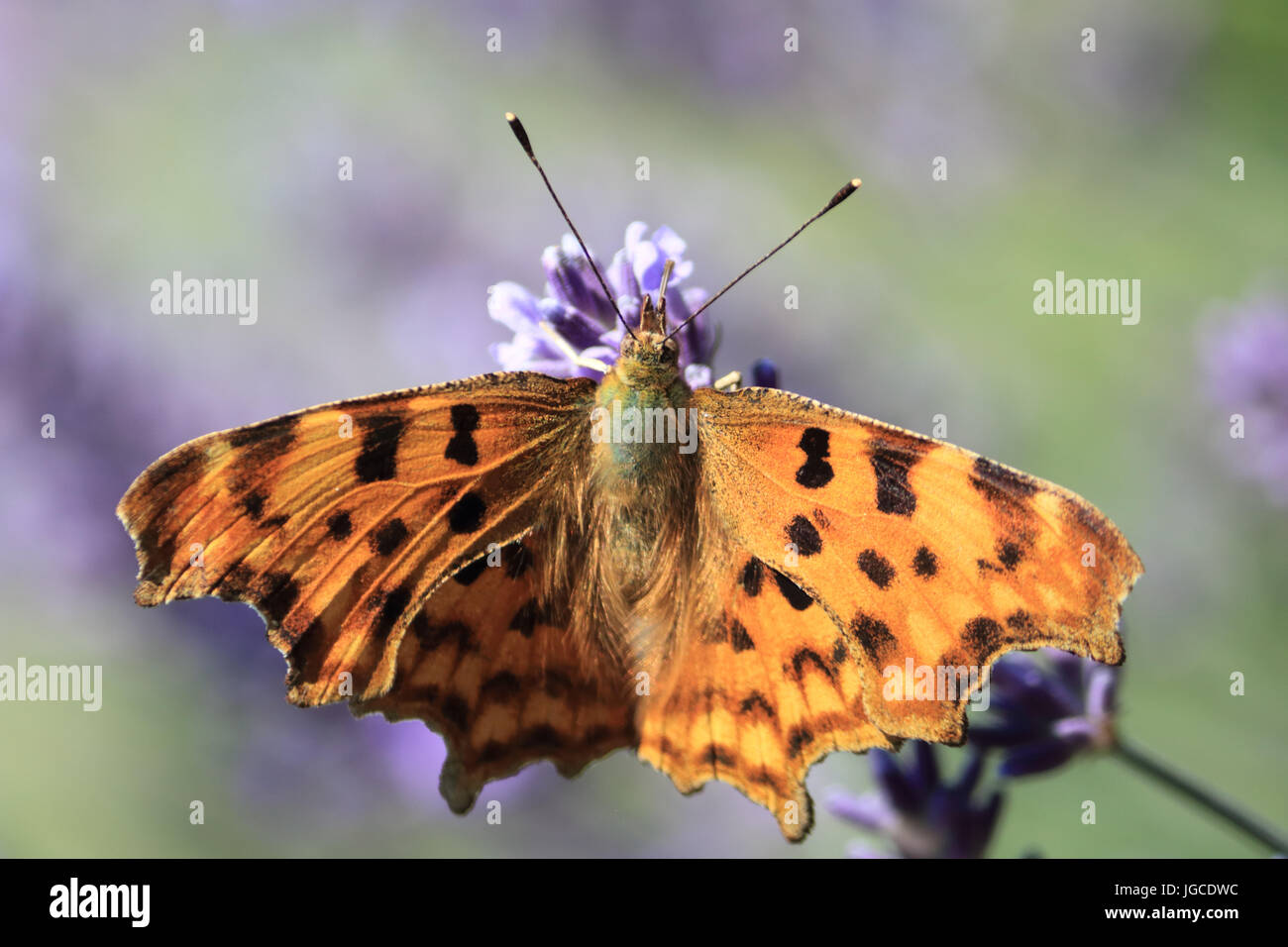 Virgule papillon polygone c album Banque de photographies et d’images à ...