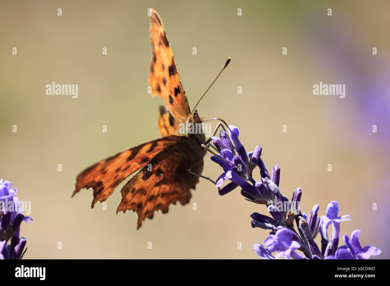 Virgule papillon polygone c album Banque de photographies et d’images à ...