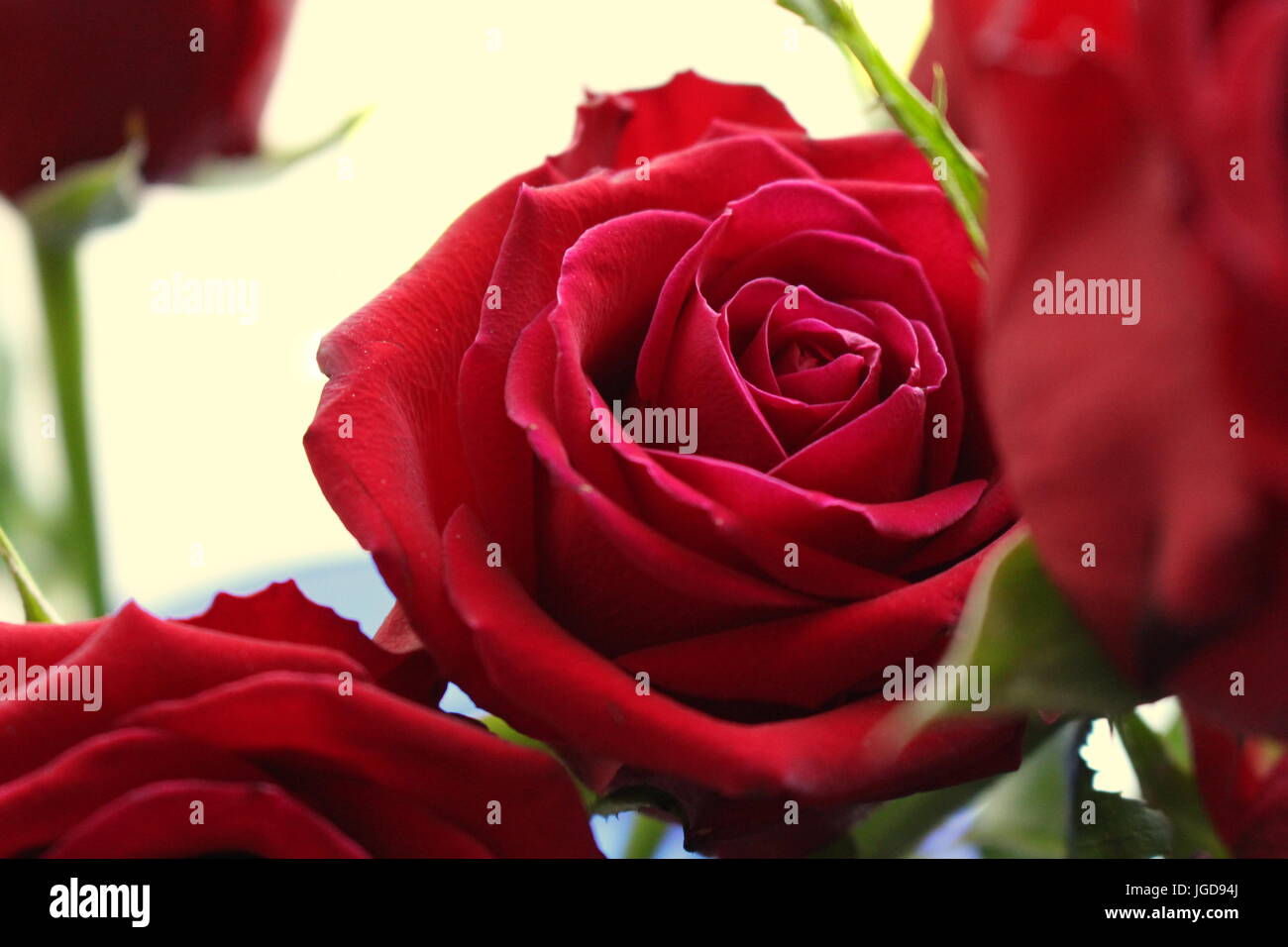 Bouquet de rose rouge Banque de photographies et d’images à haute ...