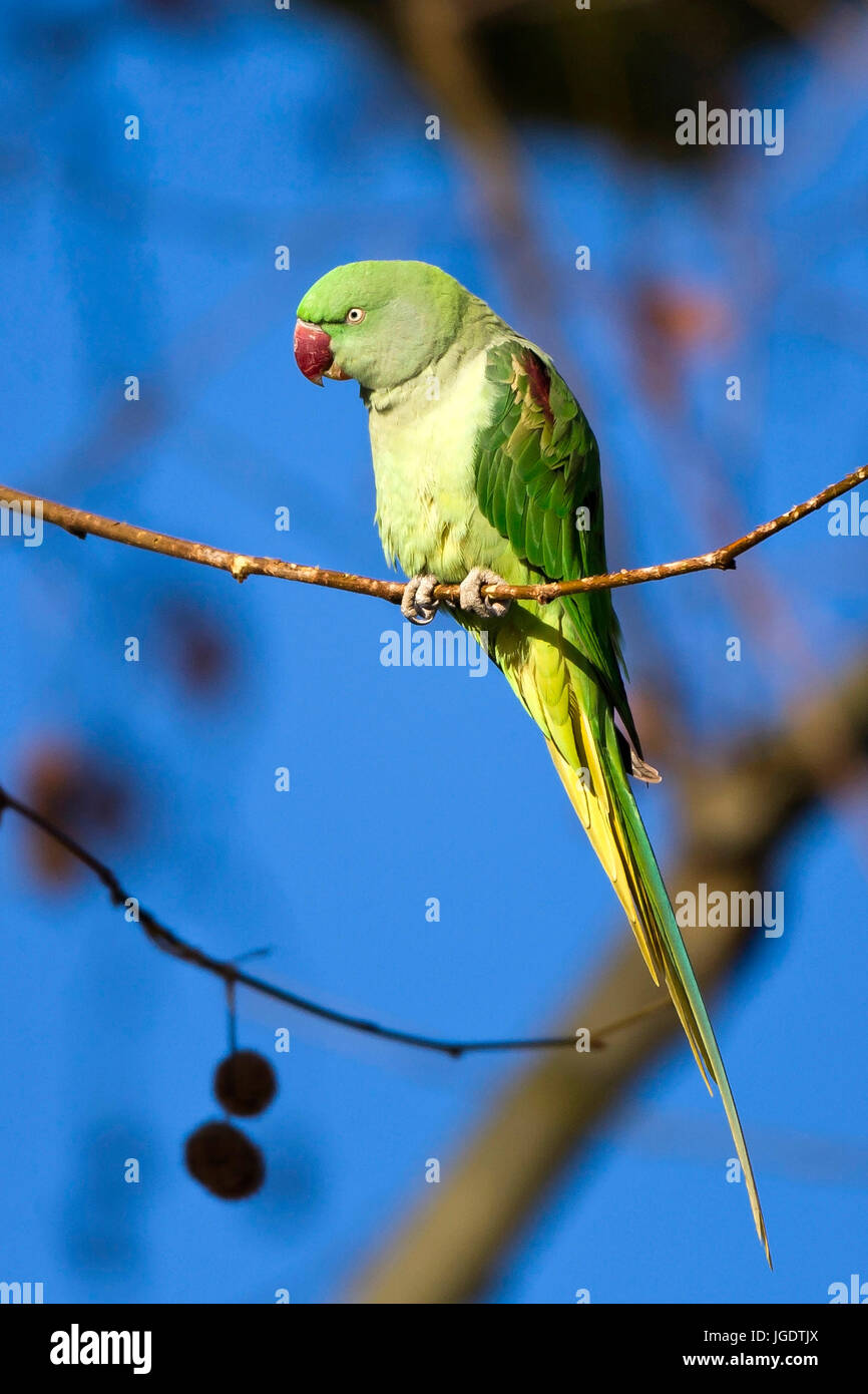 Grosser alexandersittich Banque de photographies et d’images à haute ...