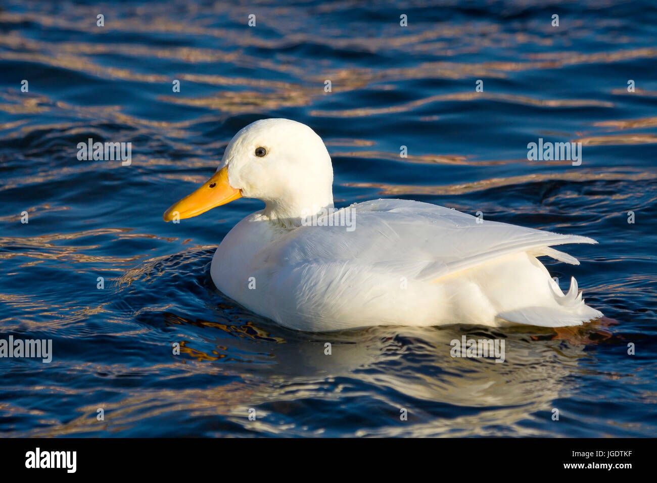 Canards colvert hybrides Banque de photographies et d’images à haute ...