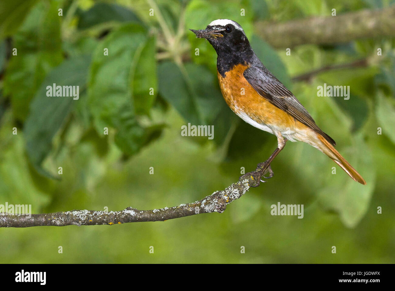 Queue rouge oiseaux de jardin Banque de photographies et d’images à ...