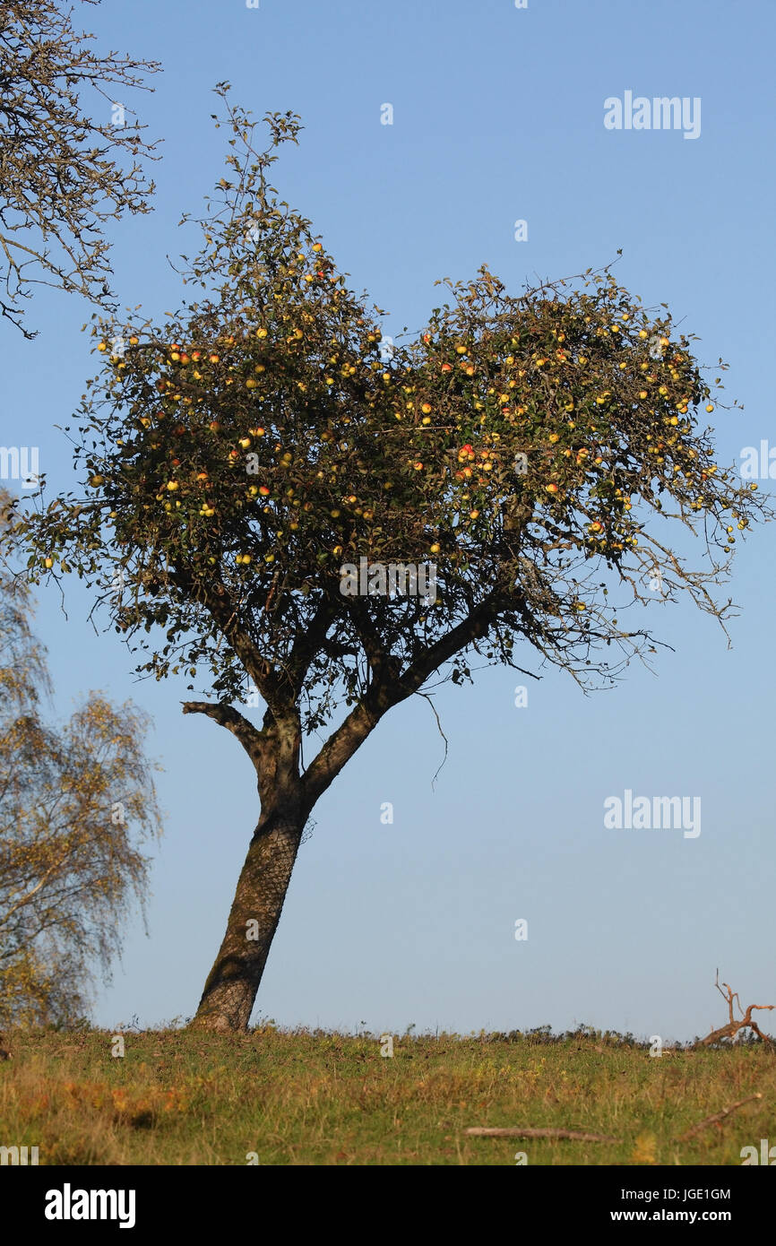 Kultur apfelbaum Banque de photographies et d’images à haute résolution ...